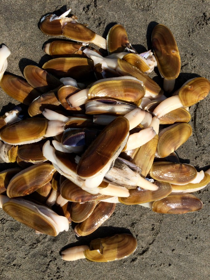 The Big Dig: Month Long Dig Dates Announced – Razor Clam Society